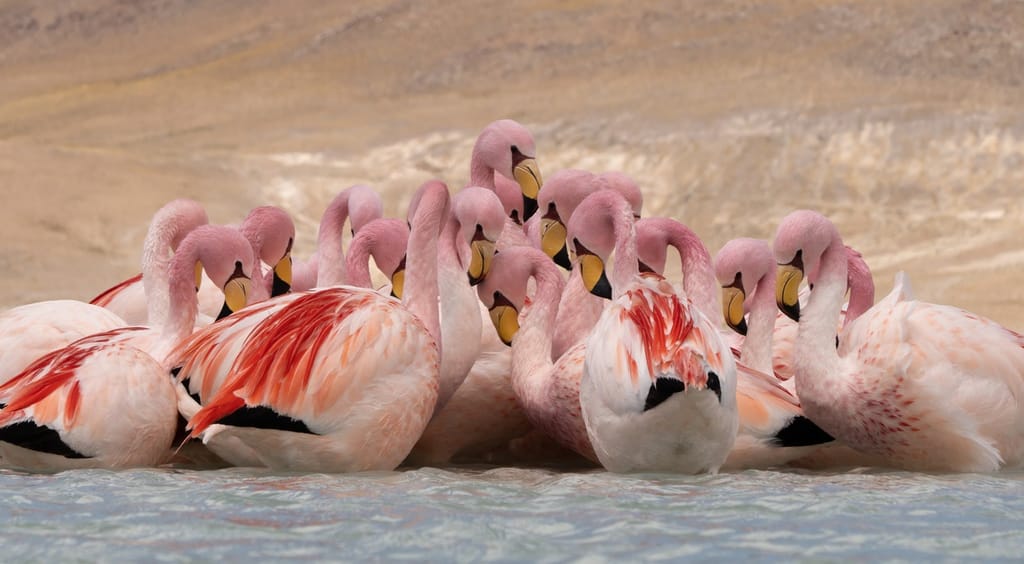 Citizen Scientists Map Migratory Bird Routes, Revealing Critical ...