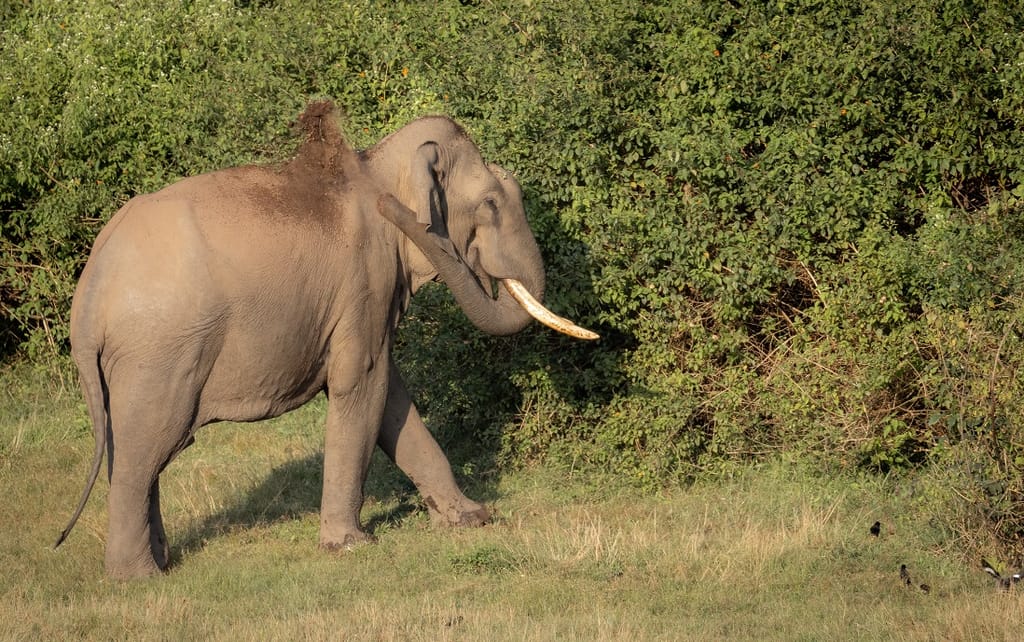 Kerala's Elephant Dilemma: The Controversial Capture of Muttikomban