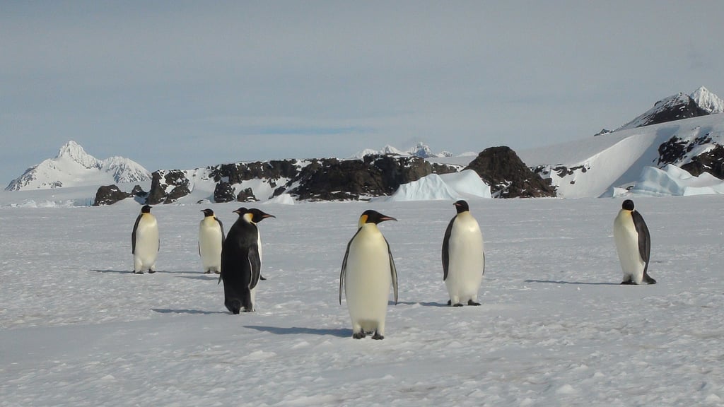 Emperor Penguins and Fur Seals Declared Endangered as Climate Change ...