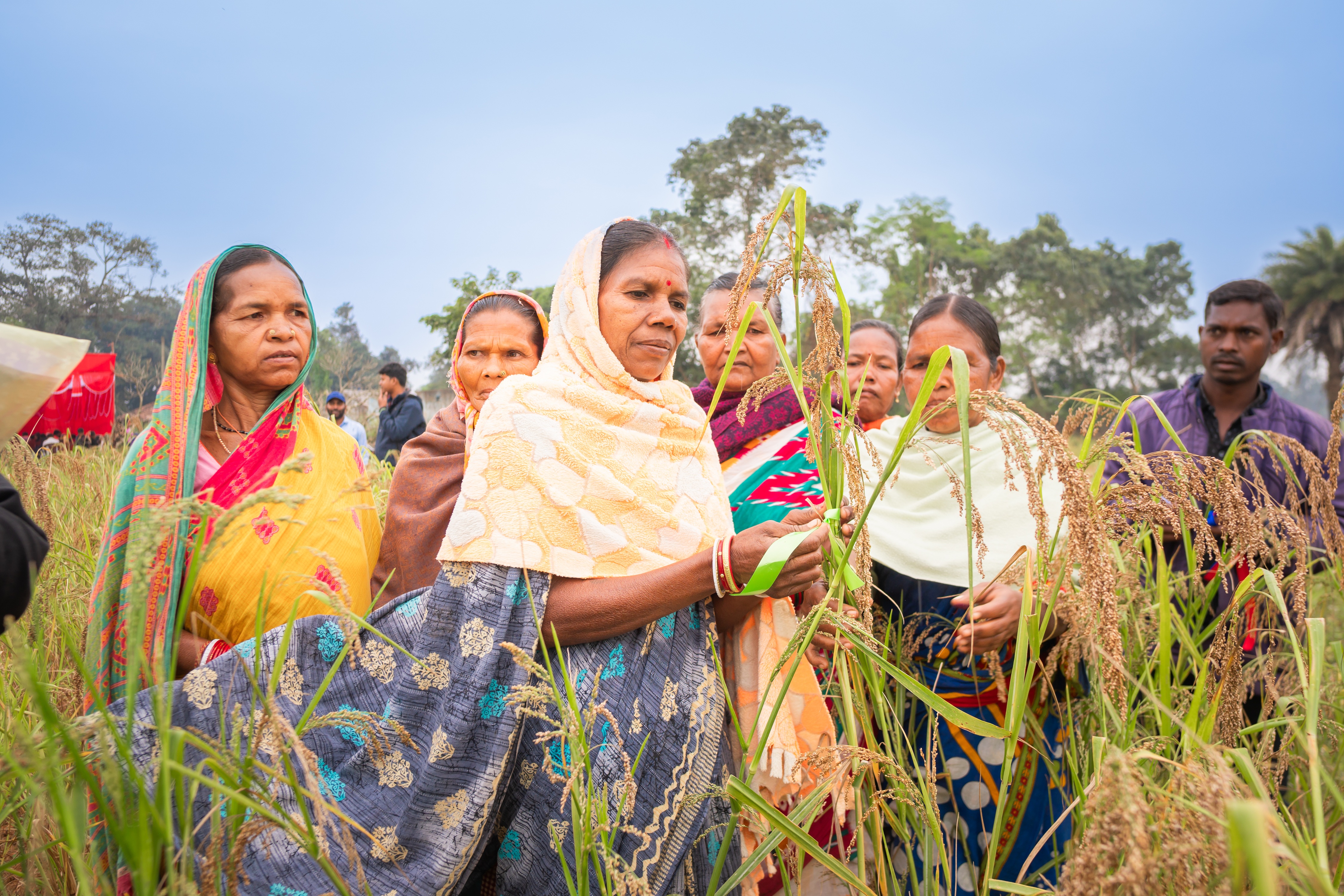 International Seed Day 2026: How Women Are Powering Odisha’s Millet ...
