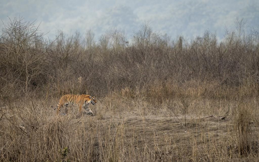 Bihar’s only tiger reserve using green energy to provide water to ...
