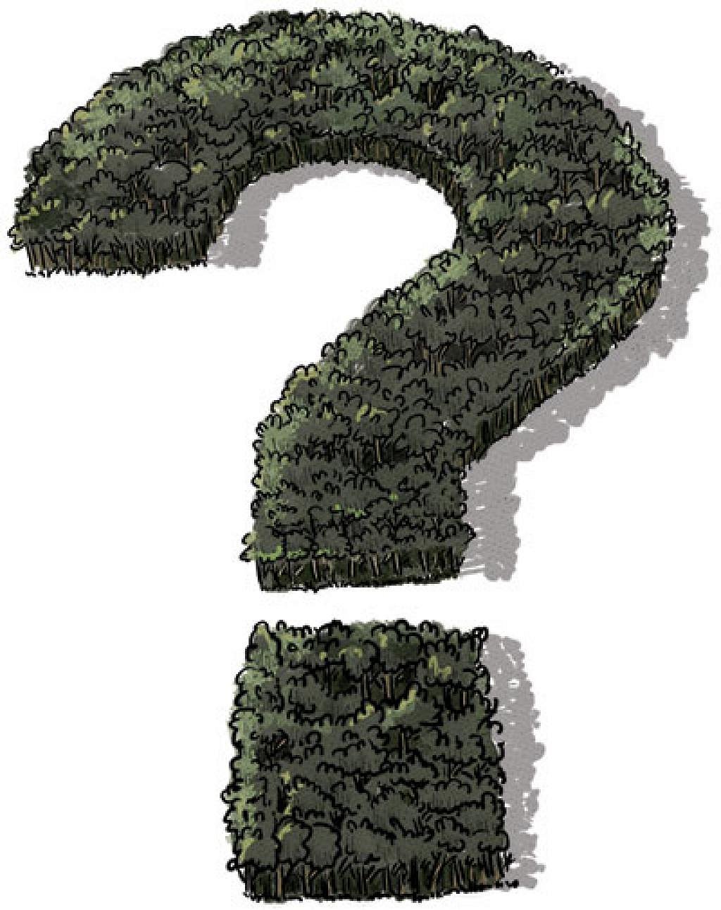 Forests’ lingering question