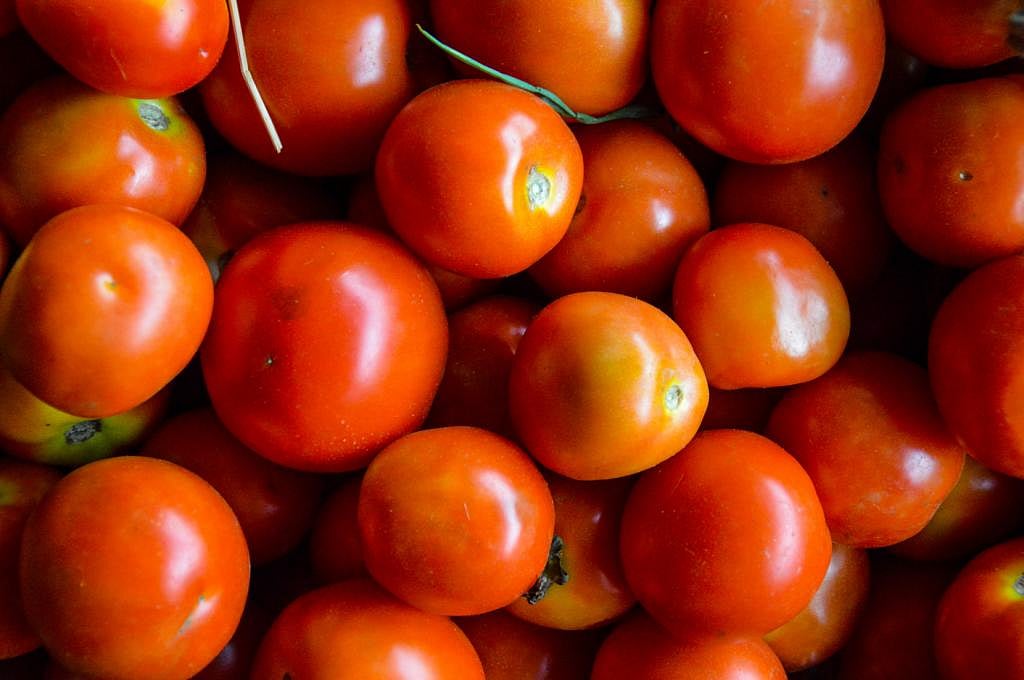 Understanding the recent tomato price spike: What lies ahead?