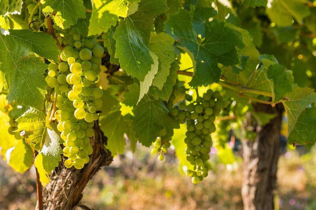 How climate change could affect the microbes that ferment grapes and ...