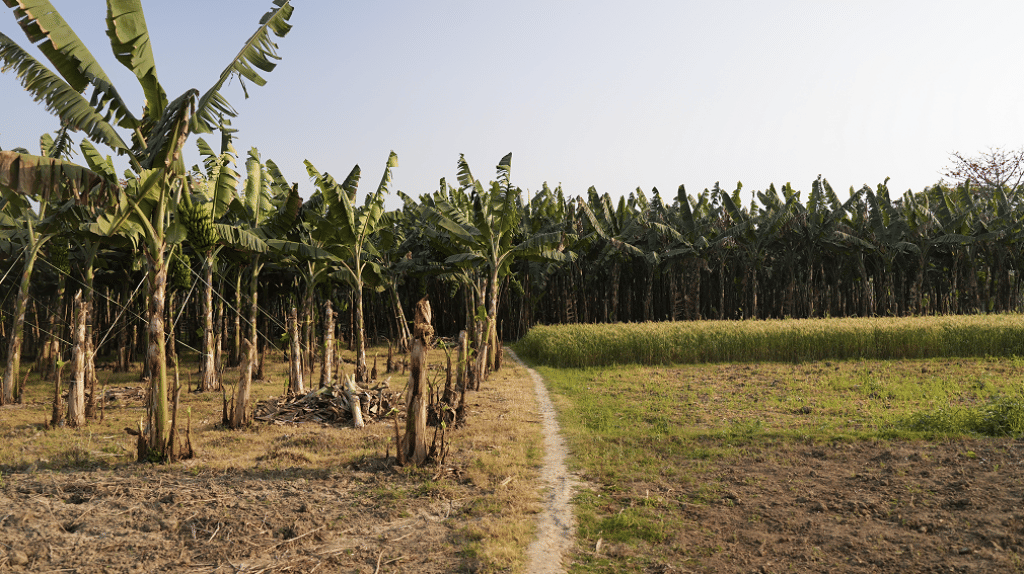 West Bengal farmers shift from wheat to lucrative banana, lentils and ...
