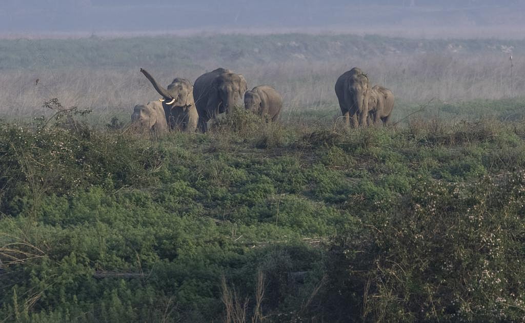 Kishanganj maize farmers at wit’s end as elephant herds from Nepal raid ...