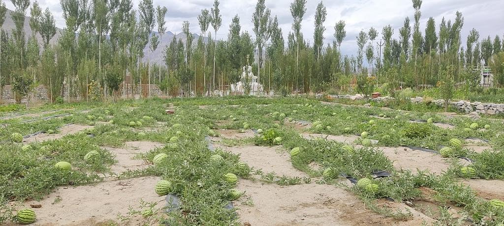 This Ladakhi village is growing organic watermelons; here is how