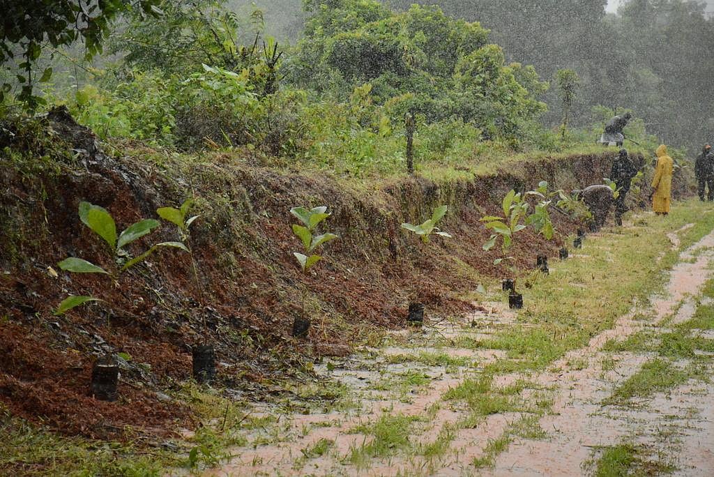 Timing matters: Why planting trees in April is unwise & thumb rules for ...