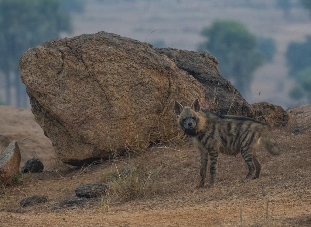 International Hyena Day: We must pave the way for a future where ...