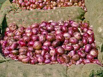 Centre Lifts Onion Export Restrictions: Relief for Farmers After Price Crash