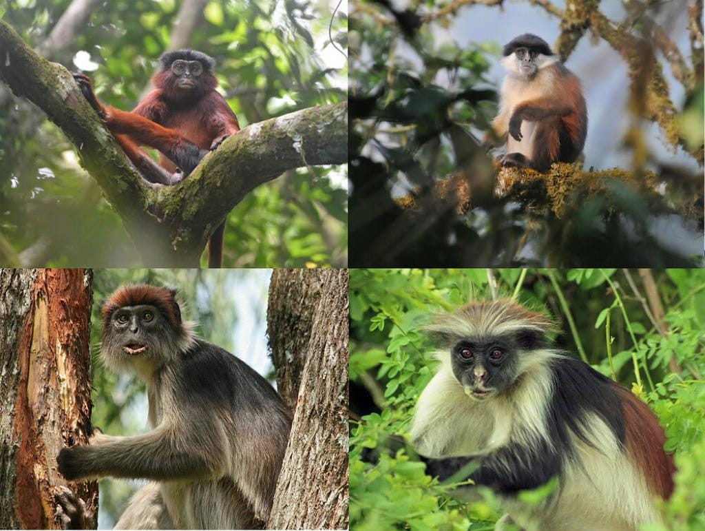 Red Colobus: Conserving these Old World primates could help save Africa ...