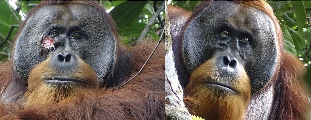 Non-human ‘doctor’: In a first, male Sumatran orangutan ‘Rakus ...