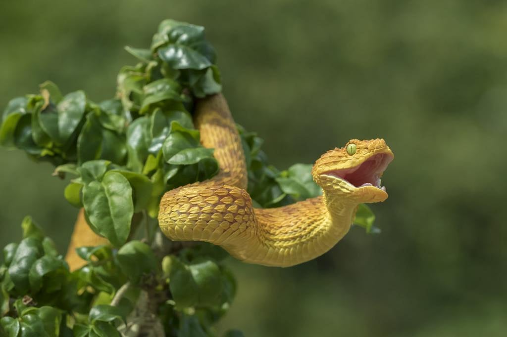 Climate change to force mass migration of venomous snakes, increase ...