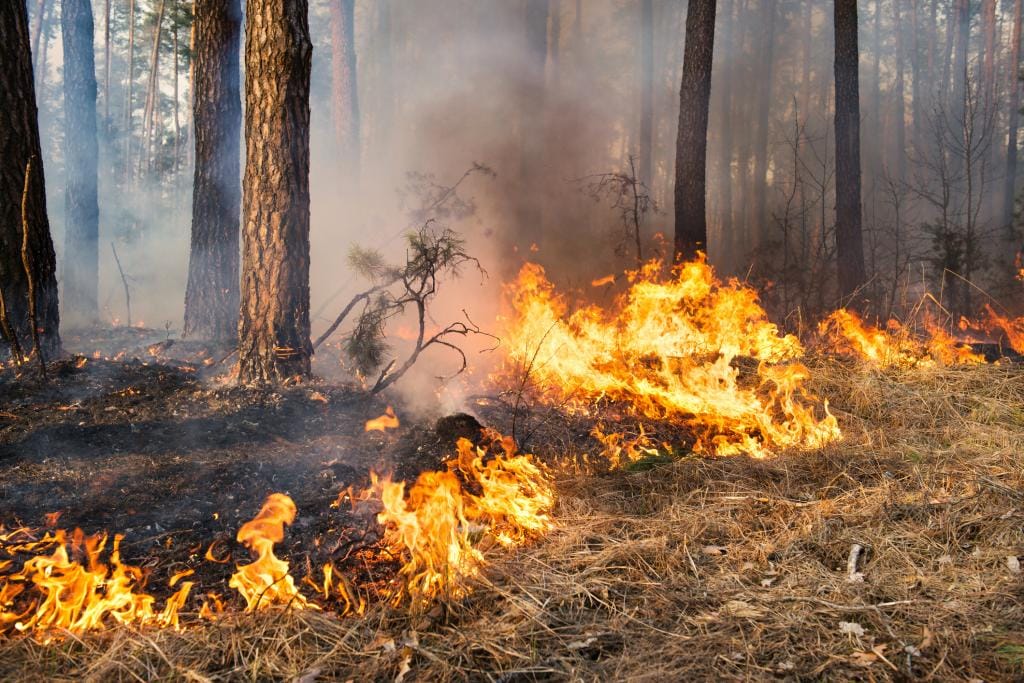 Early warning systems and controlled burning for forest fire management ...