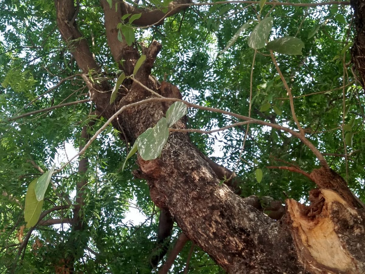 नांदेड : निसर्गाचा चमत्कार; कडू लिंबाच्या झाडावर पिंपळ, वडाचे झाड | Sakal