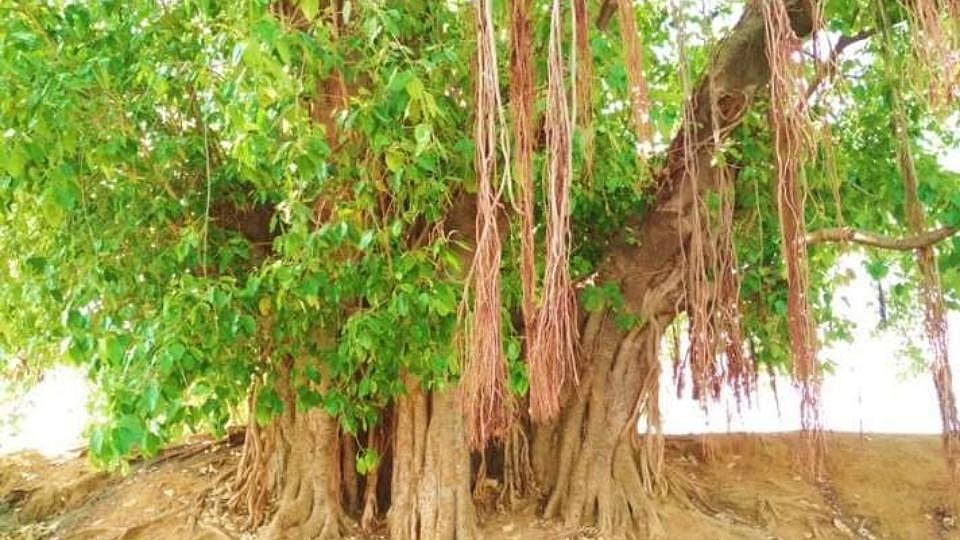 ऑक्सिजन देणारी 5 झाडं माहित आहेत का? | Sakal