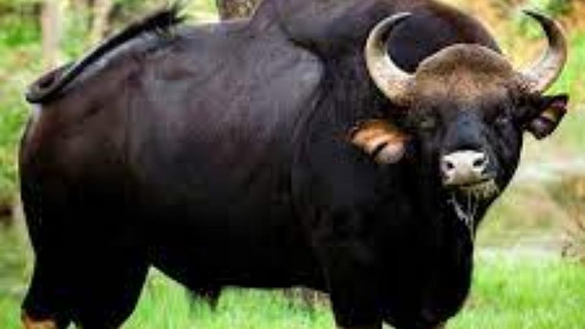 वडगाव शिवारात रानगवा आढळल्याने खळबळ | Sakal