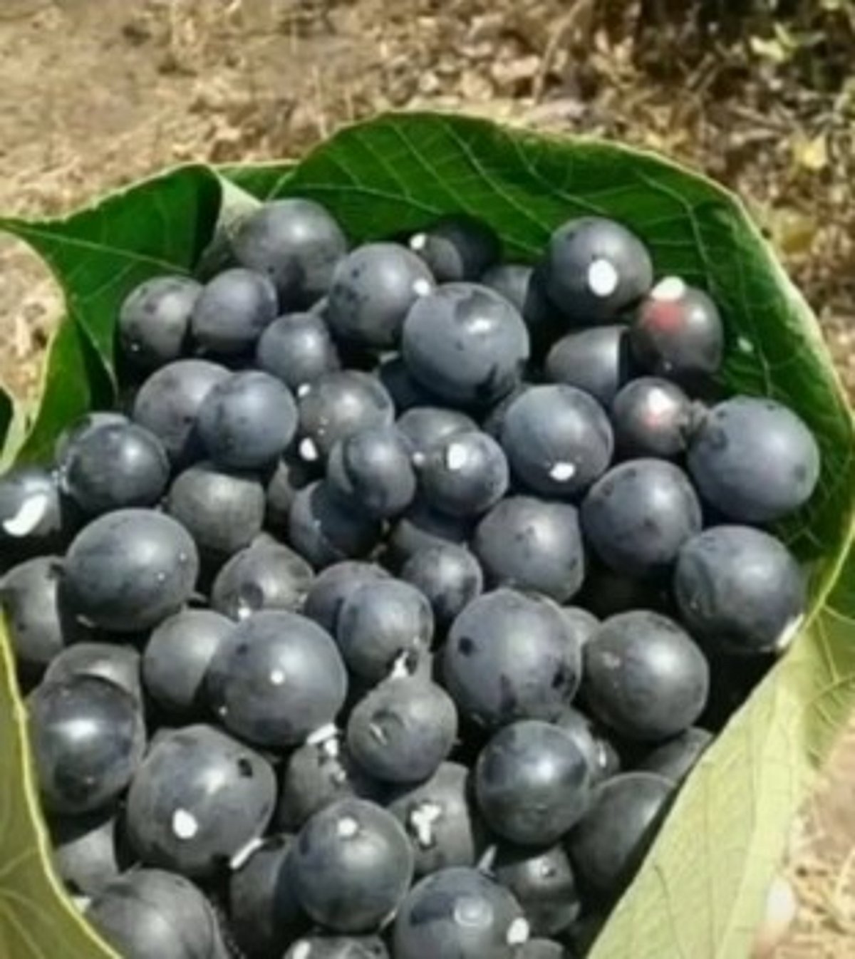 आहारवेद करवंद; ८ शारीरिक समस्यांवर मिळेल कायमचा तोडगा | Sakal