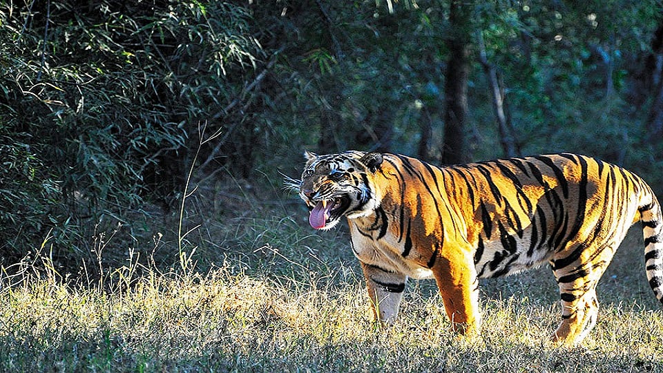 भारतातील 'हे' आहेत रहस्यमय जंगल! पाहा PHOTOS | Sakal