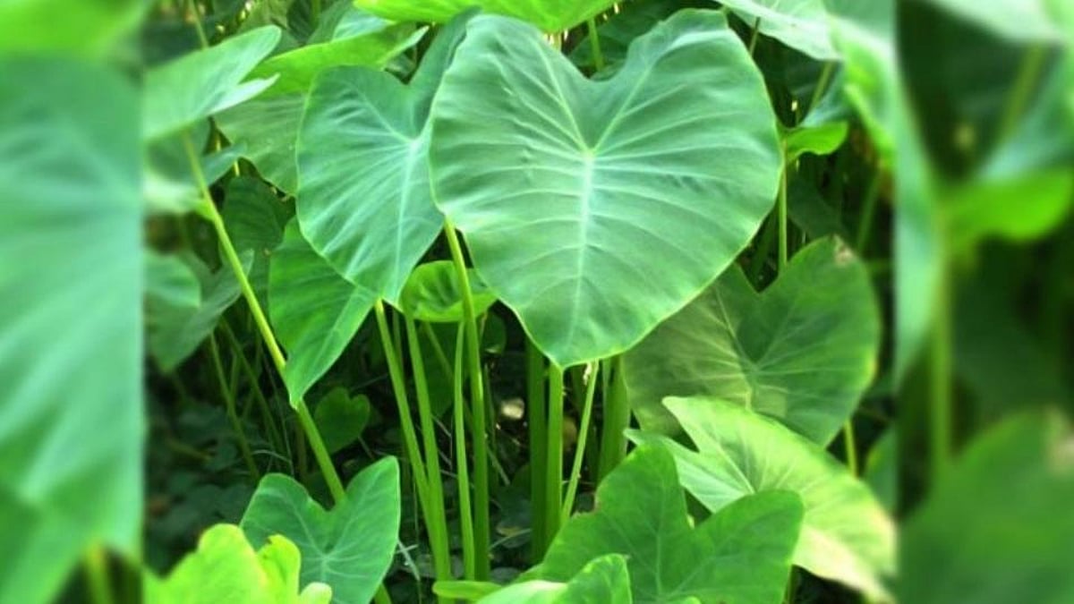 पावसाळ्यात सहज उपलब्ध होणारा बहुगुणी अळू शरीरासाठी फायद्याचा | Sakal