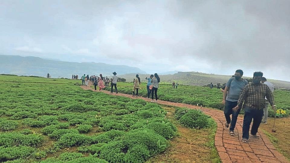 'कास'वर पर्यटकांचा ओघ वाढला; सलग सुट्ट्यांमुळे पठारावर मोठी गर्दी | Sakal