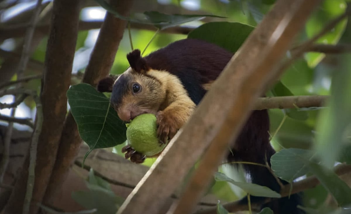 शेणगाव येथे गावाशेजारी आढळला राज्यप्राणी 'शेकरू' | Sakal
