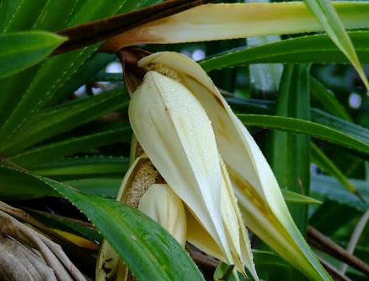 पालघर मध्ये केवडा होतोय दुर्मिळ ; गणेश उत्सवात असते जास्त मागणी | Sakal