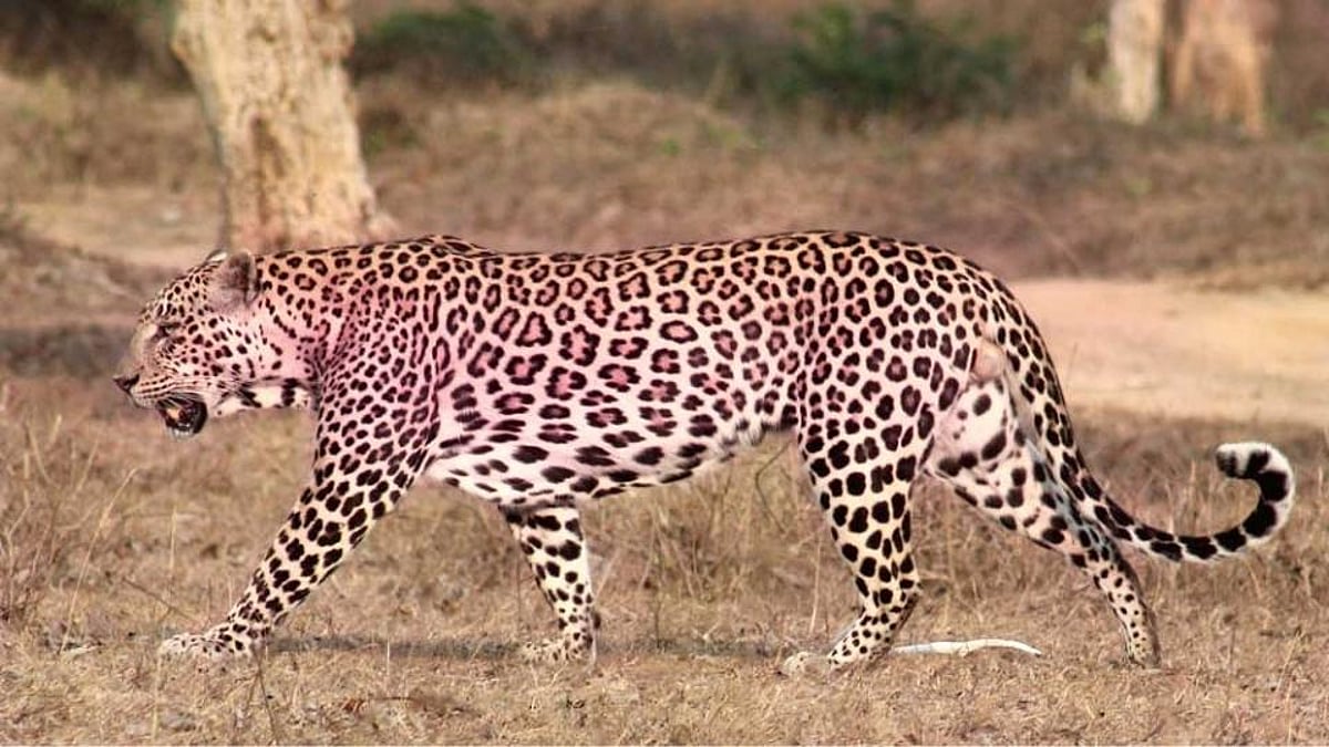 Pink Leopard | काय सांगता, गुलाबी बिबट्या...फोटो पाहाच | Sakal