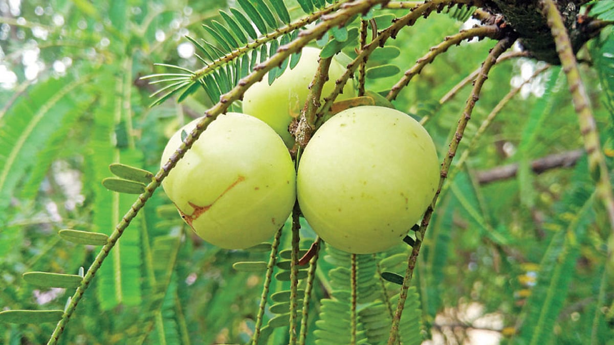रसरशीत रसायन... आवळा! Amla Fruit | Sakal