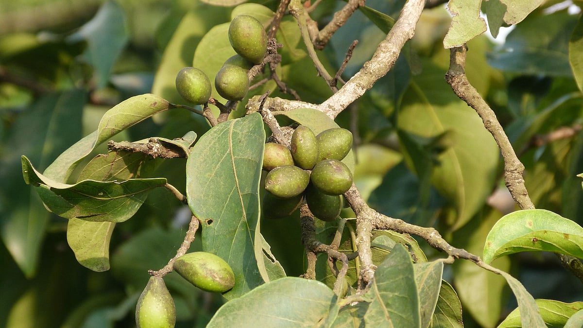 औषधी हिरडा वृक्षाचे प्रमाण होतेय कमी.. | Sakal