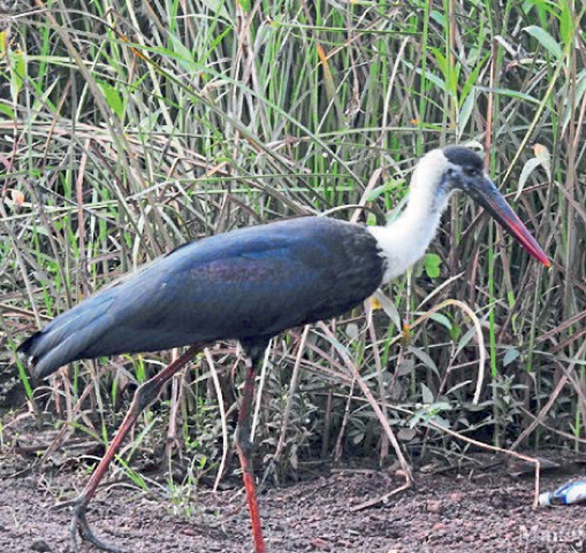 Rajapur News : करकोचा-कांडेसरचे तीन वर्षांनंतर आगमन | Sakal