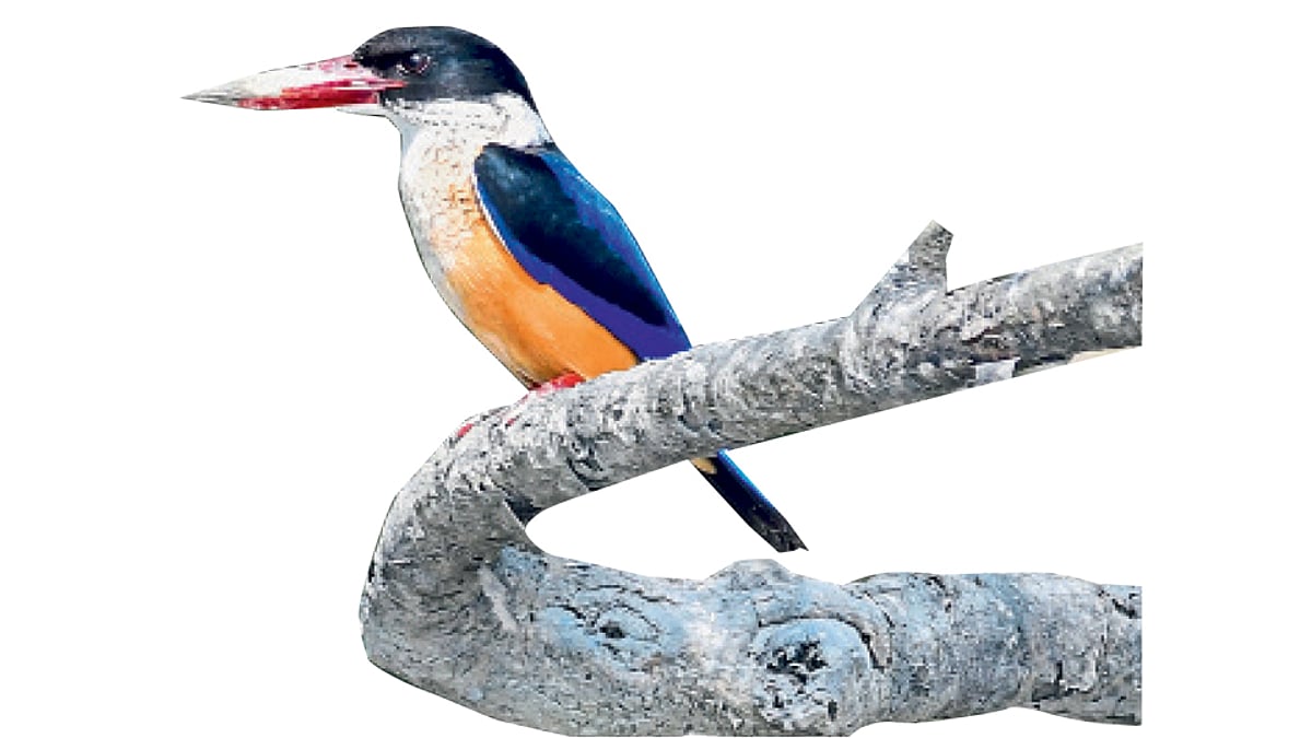 सुंदरबनचा काळाटोपी खंड्या | Sakal