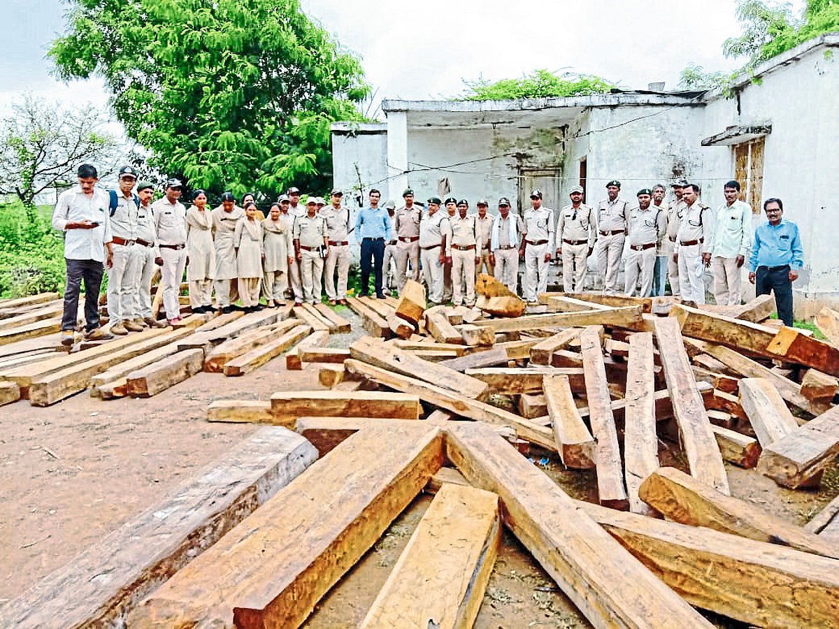 Dhule : सेंधव्याजवळ 50 लाखांचे सागवान जप्त; विनापरवाना सुरू होती वखार ...