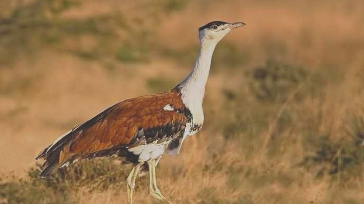माळढोकांचे हत्यारे कोण? | Sakal