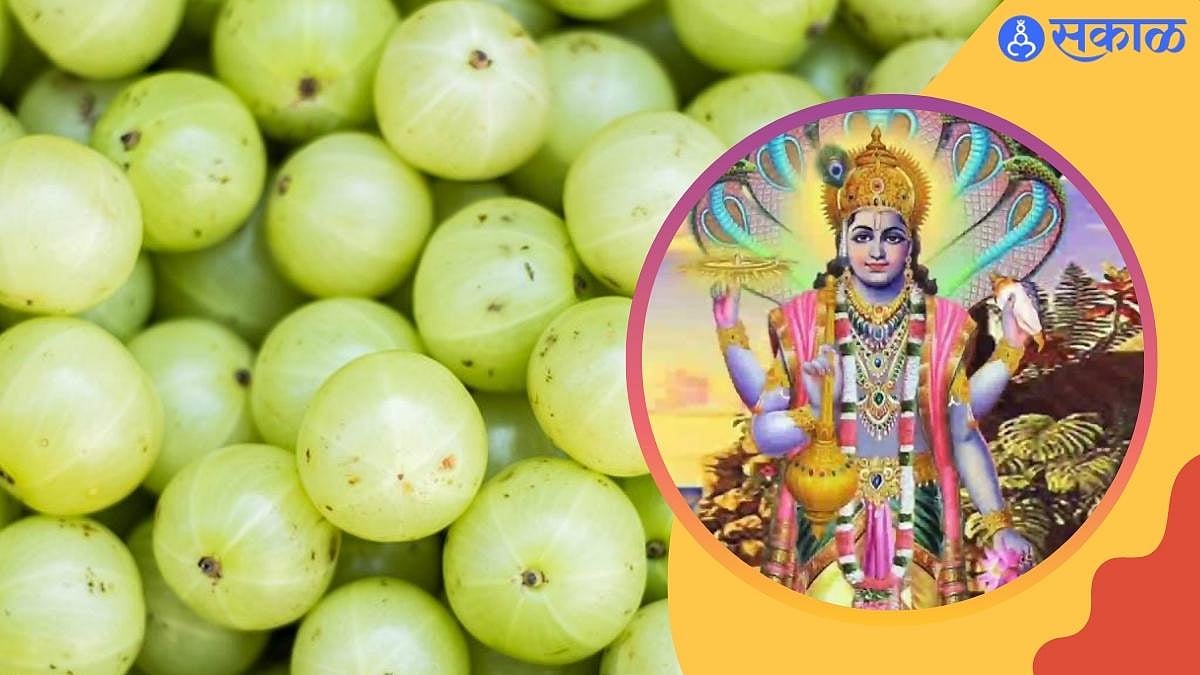 Amla Navami 2022 : आवळा नवमीचे काय आहे महत्त्व आणि पूजा कशी करावी? | Sakal