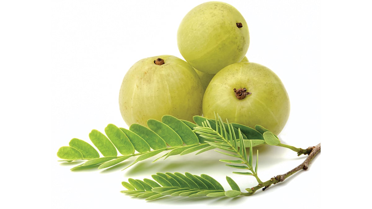 अमृतोपम आवळा! | Sakal