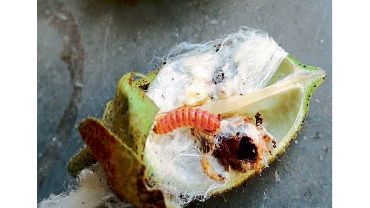 Pink Bollworm Cotton : ‘पांढऱ्या सोन्या’वर गुलाबी संकट | Sakal