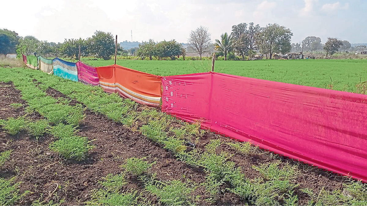 Hingoli : पिकांच्या संरक्षणासाठी साड्यांचे कुंपण | Sakal