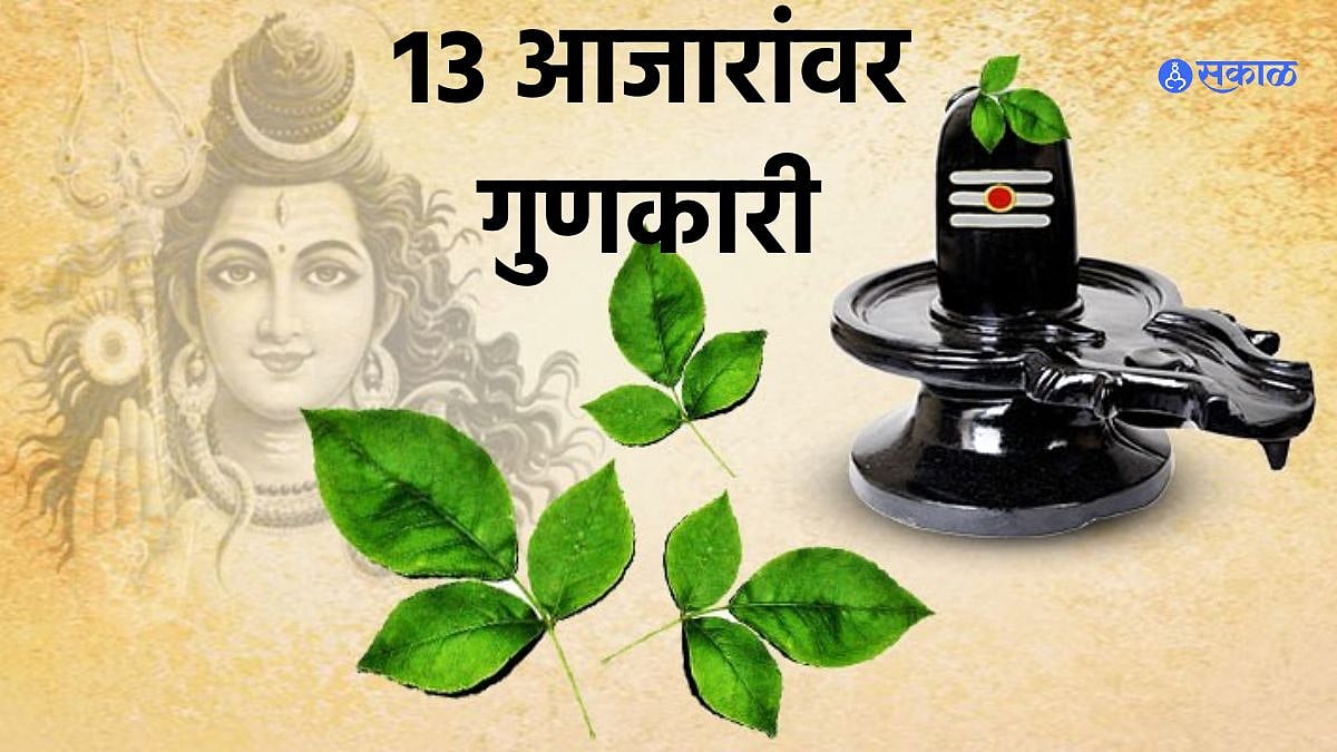 Bel Patra Benefits : सोमवारी शंकराच्या पिंडीवर वाहिल्या जाणाऱ्या बेल ...