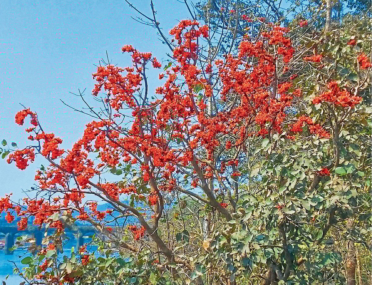 Raigad : पांगारा, काटेसावर आदी फुले बहरतील | Sakal