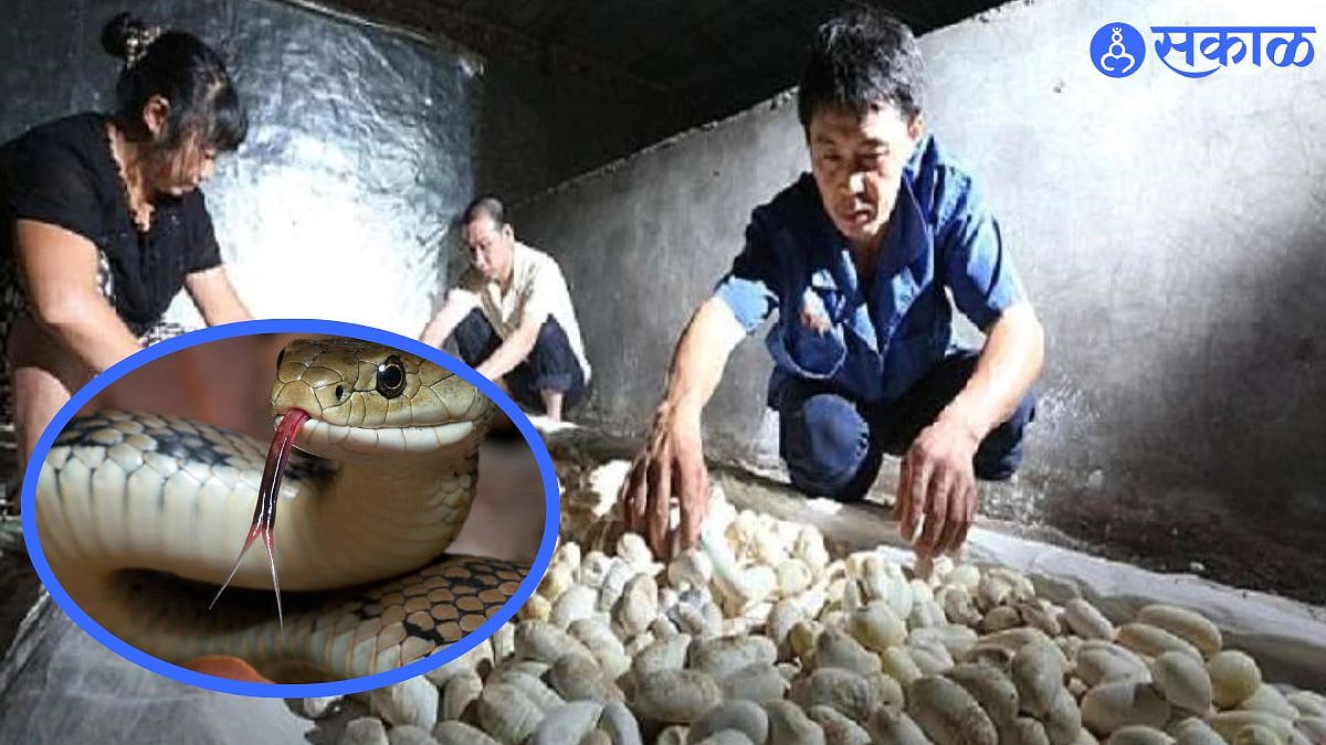 Snake Farming : इथं शेतकरी करतात सापाची लागवड; वर्षाला कमवतात बक्कळ ...