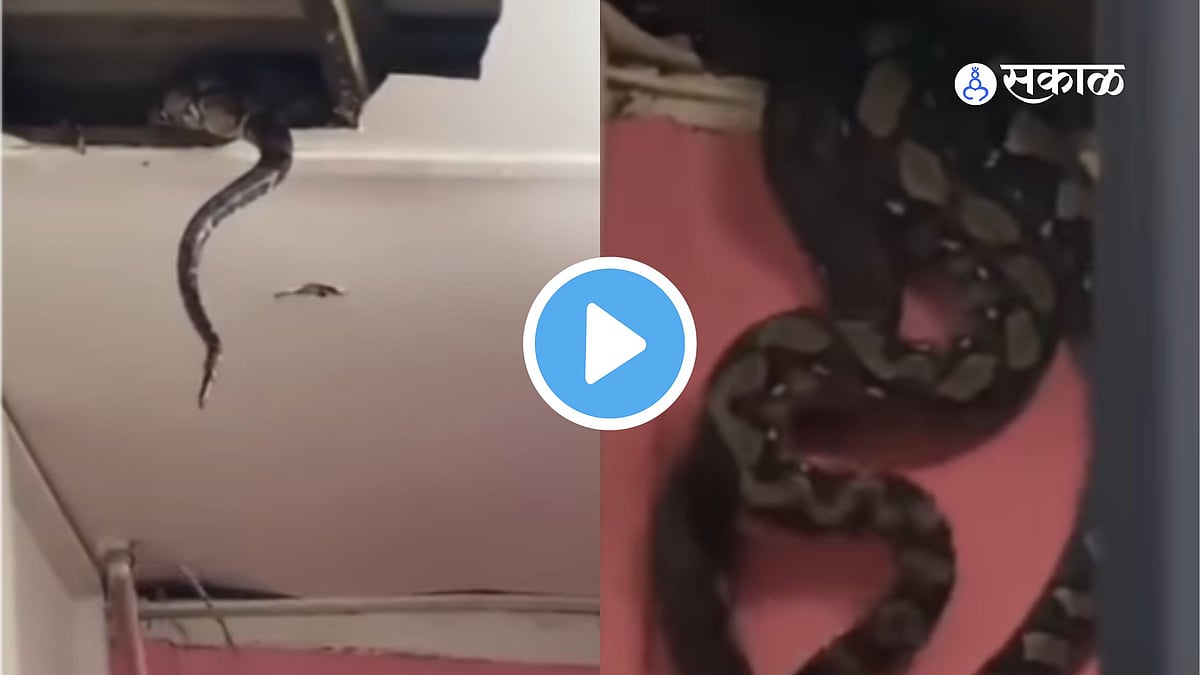 Snake Viral Video : घराच्या सिलिंगवर अडकले तीन महाकाय अजगर; Video पाहून ...
