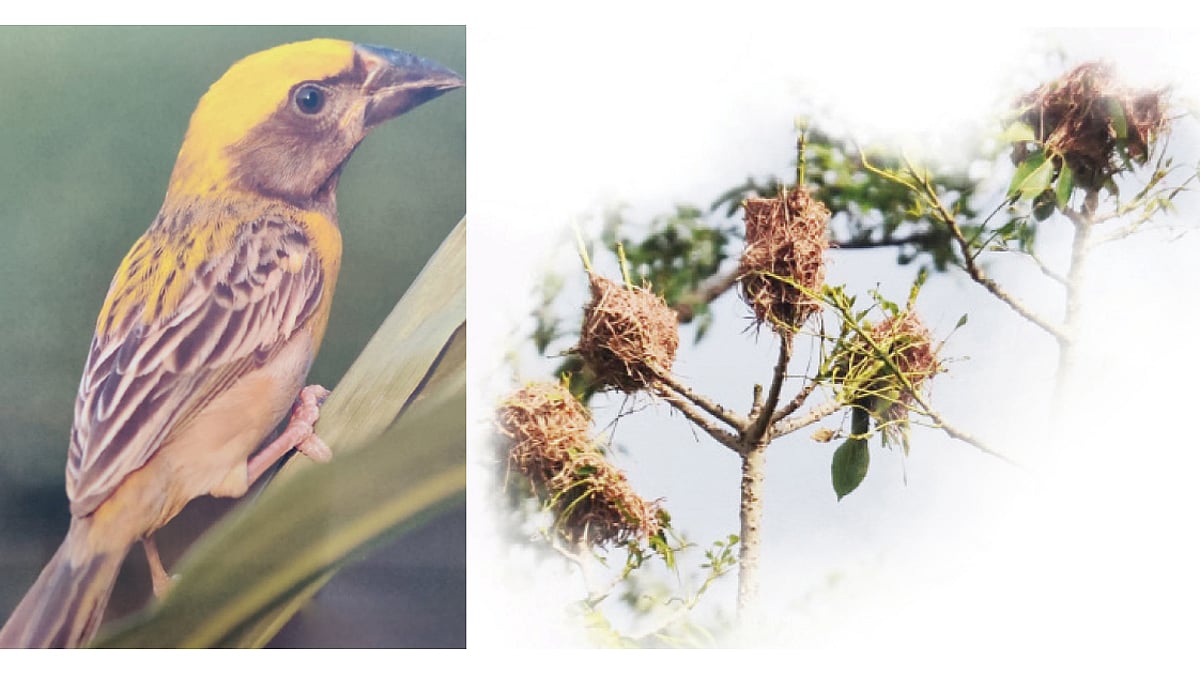 पिवळ्या सुगरणीचे सौंदर्य | Sakal