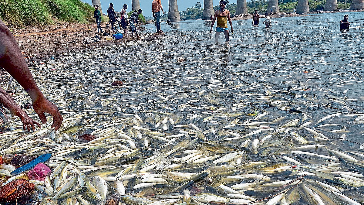 Sangli: कृष्णेत विष कसं मिसळलं? अधिकाऱ्यांनी सांगितलं कारण Sangli ...