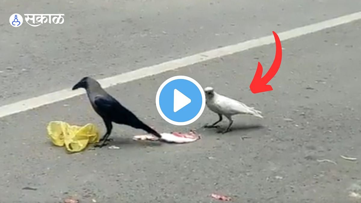 पुणे तिथे काय उणे! पुणेकरांना झालं पांढऱ्या कावळ्याचं दर्शन; Video ...