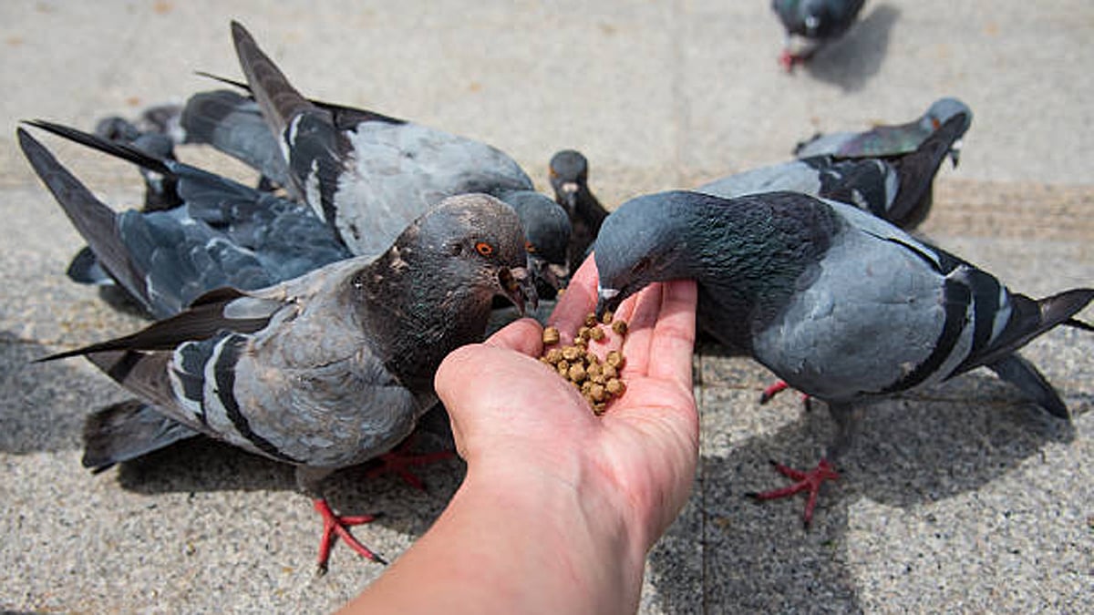 Pigeon : कबुतरांना खाद्य देऊन आजारांना आमंत्रण | Sakal