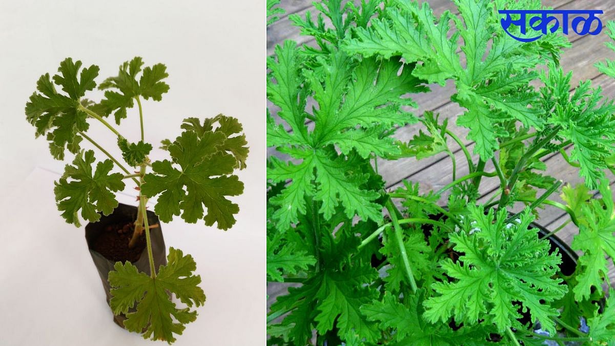 Odomos Plant Benefits : अगरबत्ती, मॉर्टीननेही डास काही पळेनात? ; हा ...