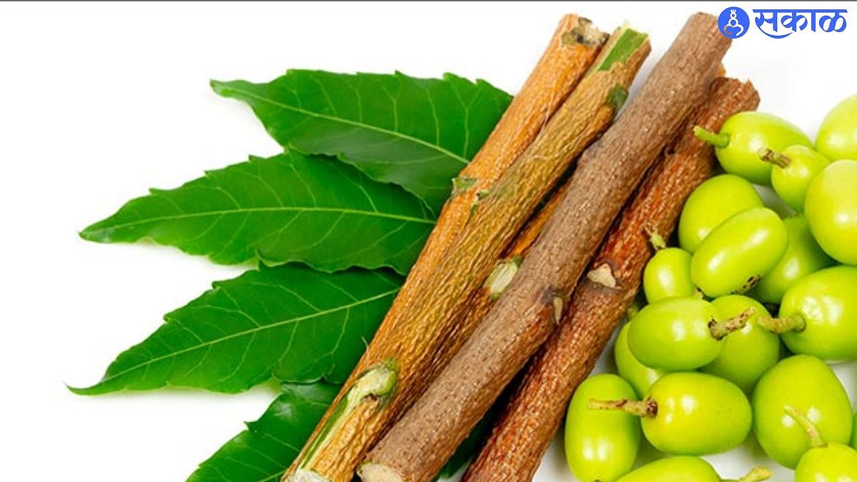 Benefits Of Neem Datun : दातांना चमकवण्याच्या बाबतीत टुथपेस्टलाही मागे ...