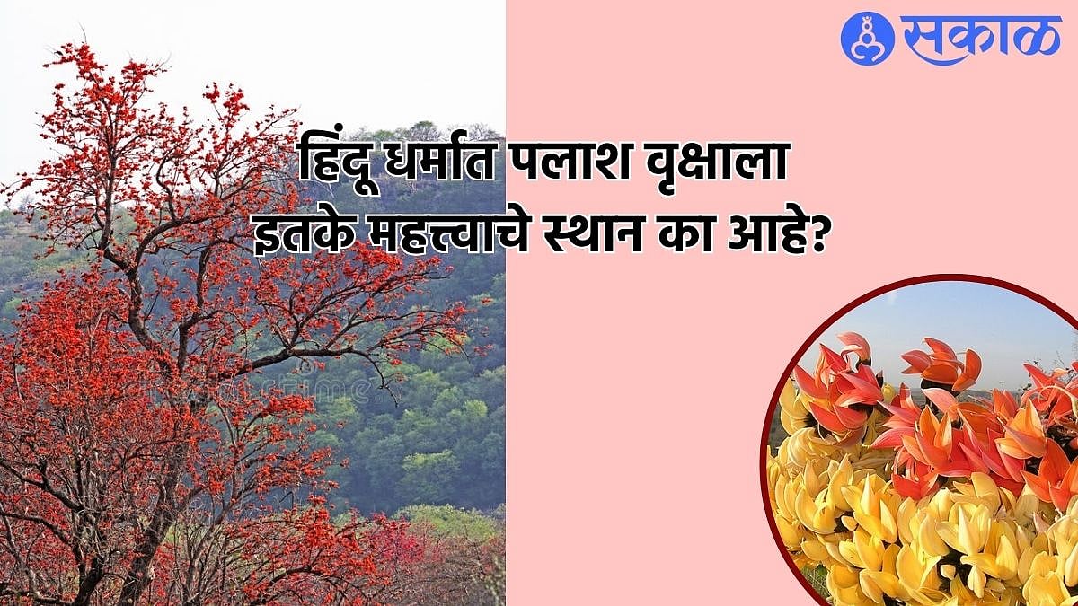 Palash Tree Unknown Facts : हिंदू धर्मात पळस वृक्षाला इतके महत्त्वाचे ...