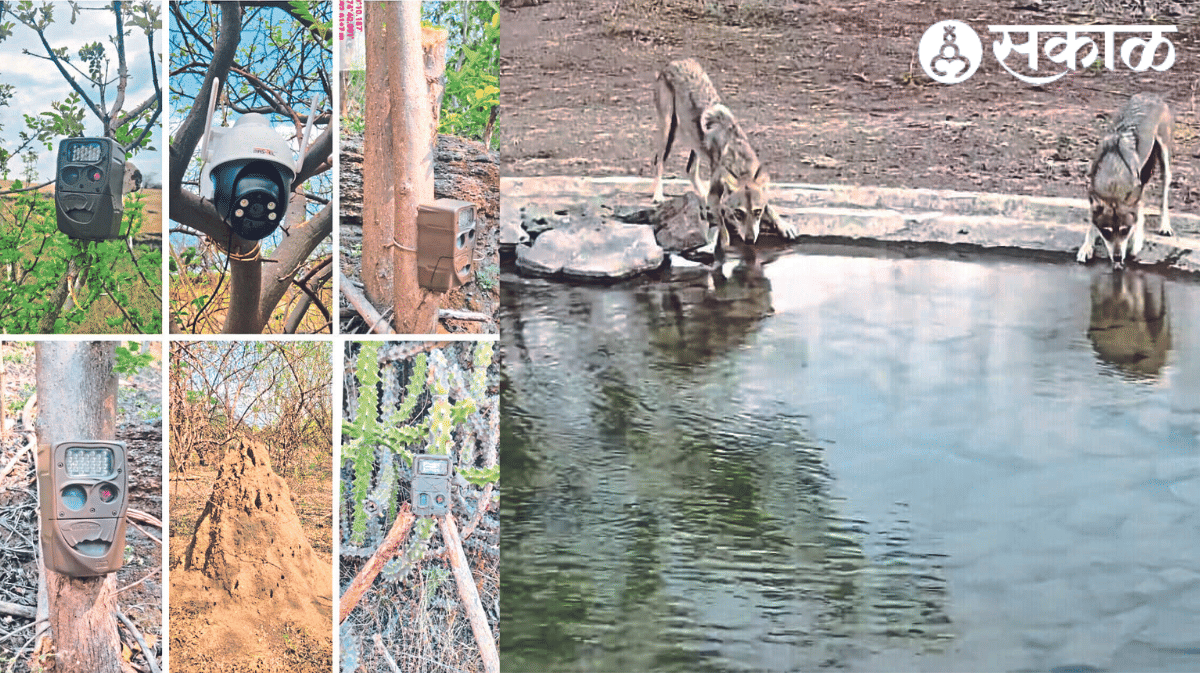 Nashik News : राजापूर ममदापूरच्या वनहद्दीत कॅमेऱ्यात कैद झाले ...